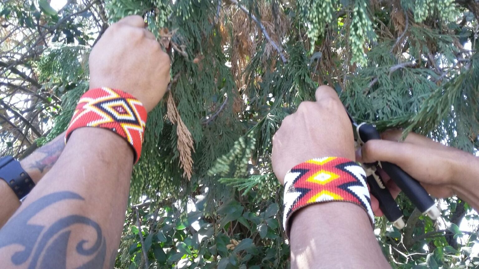 Admission Sierra Tribal Consortium admission-sierra-tribal-consortium